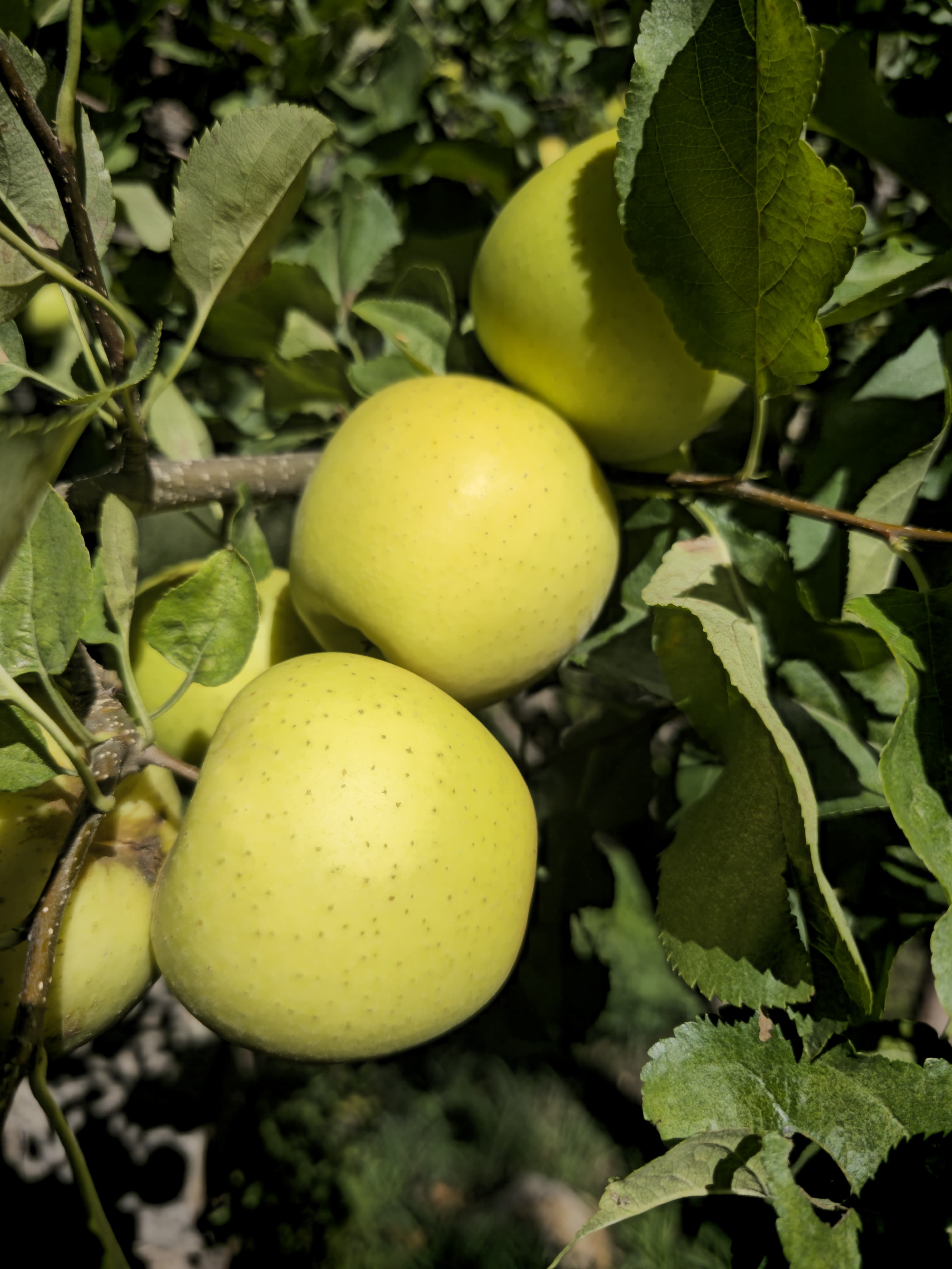 Mixed Apple Variety Box from Kinnaur | Organic Himalayan – SUTLEJ TRIBE